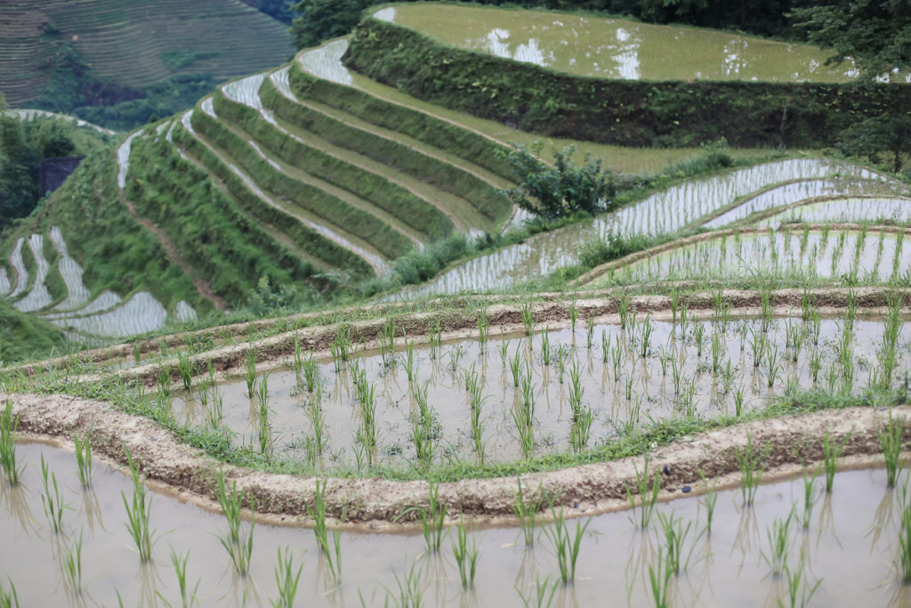 Longsheng Rice Terraces & Dazhai Village - Ashley Ann Campbell